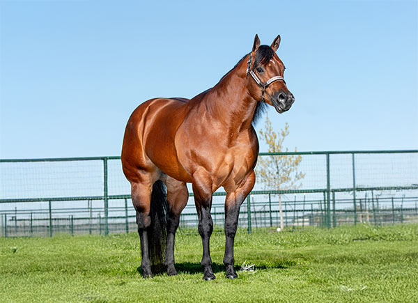 Stallions - Iron Horse Ranch