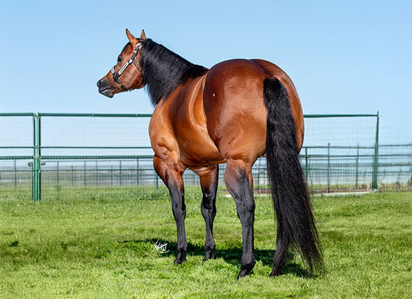 Stallions - Iron Horse Ranch